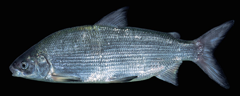 How Have European Freshwater Fish Species Changed Over Time? | John ...