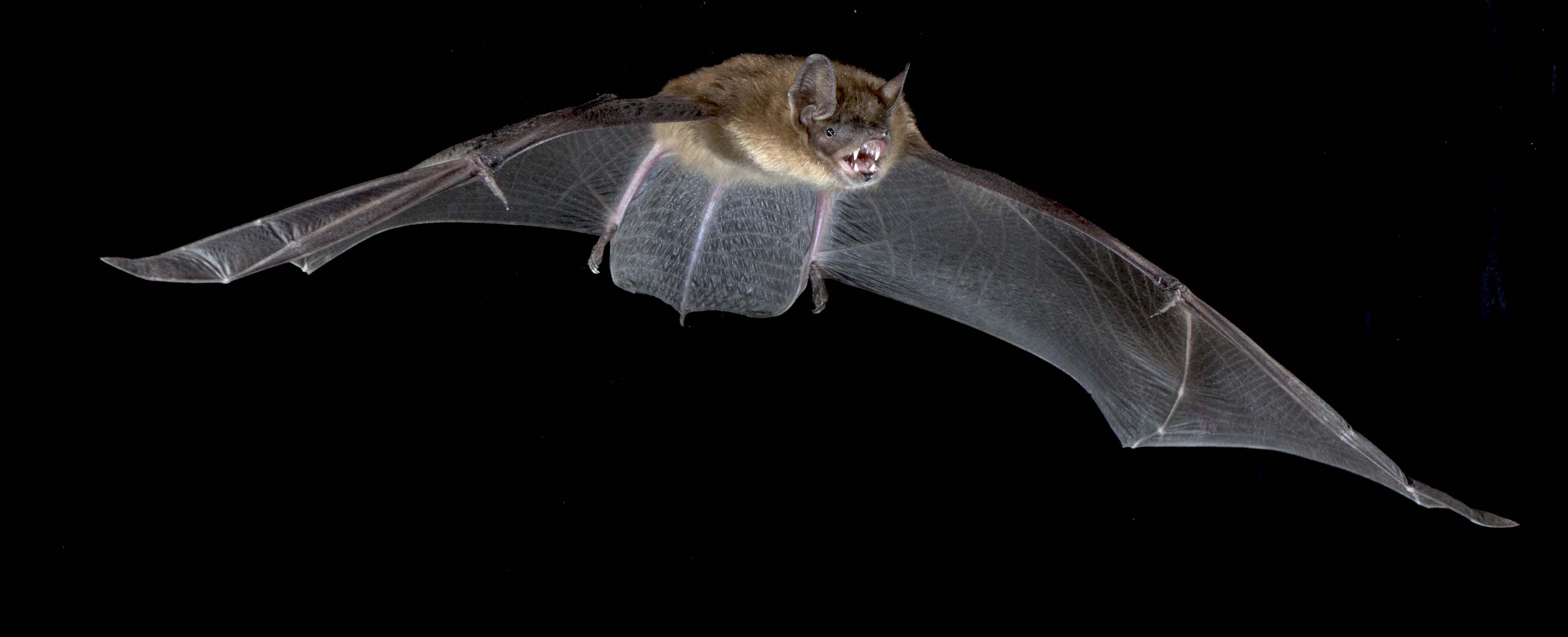 How bats relocate in response to tree loss | John Wiley & Sons, Inc.