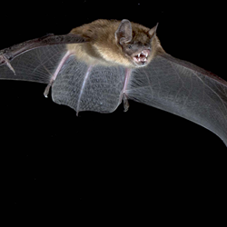 How bats relocate in response to tree loss | John Wiley & Sons, Inc.